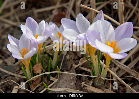 Firefly crocus (Crocus sieberi) flowers in snow, Bavaria, Germany ...