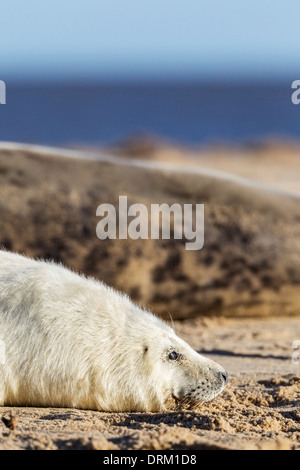 A seal rests on a sandy shore with its body arched. The seal has gray ...