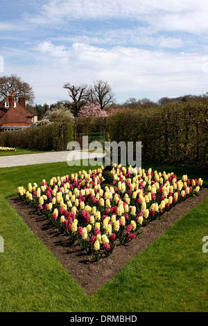 HYACINTHUS. HYACINTHS. SPRING DISPLAY AT RHS WISLEY Stock Photo - Alamy
