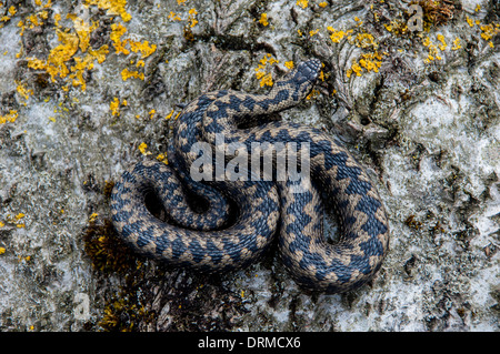 Male Adder (Viperus berus) on moorland in the Peak District National ...