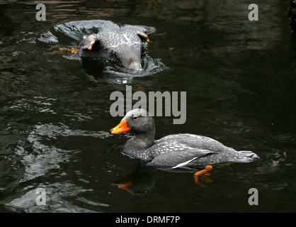 Male South American Fuegian Steamer Duck flapping his wings. A.k.a ...