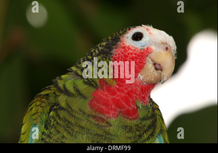 Cuban Amazon Parrot, aka Rose throated Parrot, (Amazona leucocephala ...