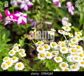 Flowers field of camomiles in garden in sunny day, wallpaper background ...