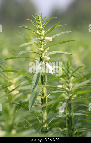 Sesame plant and flower, Sesamum indicum, plant called benne and used ...