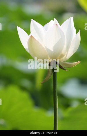 single white lotus Stock Photo - Alamy