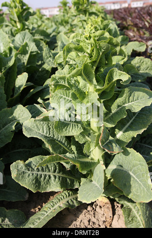 Lettuce in a Food Production Plant in the UK Stock Photo - Alamy