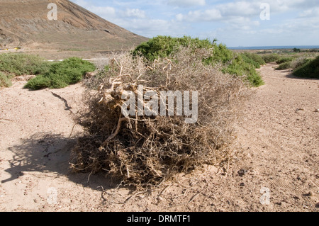 tumbleweed tumbleweeds tumble weed weeds desert blowing around like a ...
