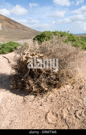 tumbleweed tumbleweeds tumble weed weeds desert blowing around like a ...