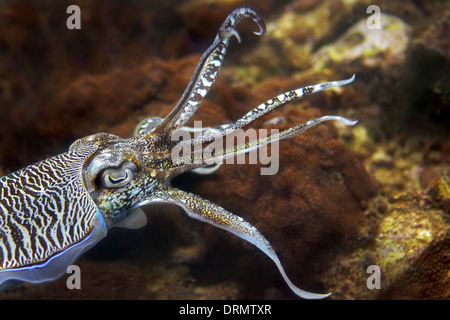 cuttlefish cuttle fish fishes cuttlefishes in box in harbor port dock ...