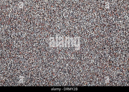 Poppy seed background texture. Background of raw Poppy seeds Stock ...