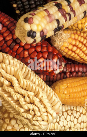 Genetically modified corn Stock Photo - Alamy