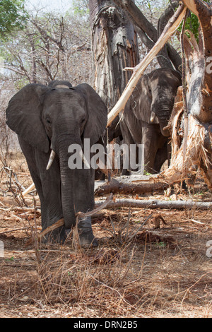 African Elephant (Loxodonta africana) stripping leaves from branch with ...