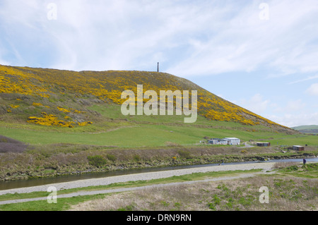 Pen Dinas nature reserve, covered with flowering Gorse Ulex europea in ...