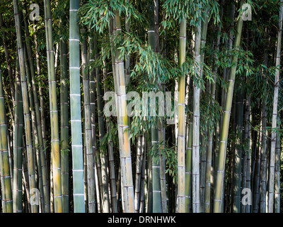 Bamboo forest in Batumi, Georgia Stock Photo - Alamy