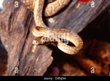 Jamaican Boa Epicrates subflavus, Boidae, Jamaica Stock Photo - Alamy