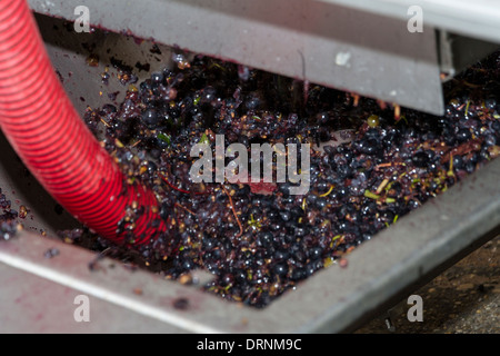 Grape destemming machine, Chateau de la Selve, Grospierres, Ardeche ...