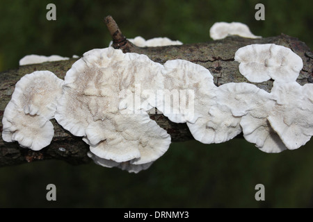 Netted Crust (Byssomerulius corium) Fungi Stock Photo - Alamy