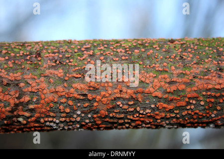 Coral spot fungus, Nectria cinnabarina Stock Photo - Alamy