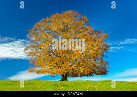 single big beech tree at autumn Stock Photo - Alamy