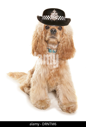 Cocker Spaniel wearing a hat sitting on a chiar in a mustard flower ...