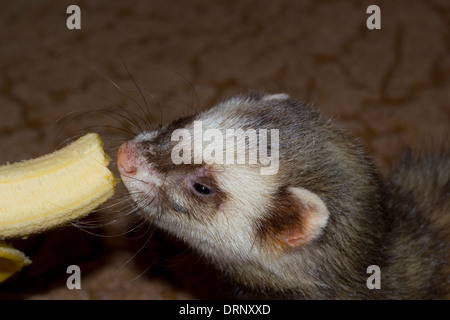Ferret eats juicy banana Stock Photo - Alamy