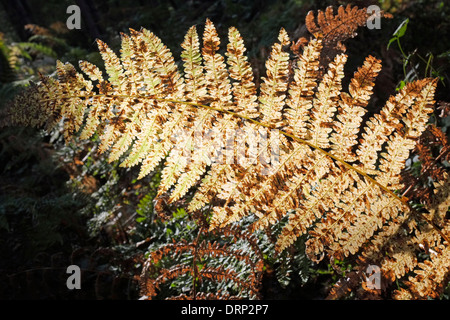 Dead Fern Leaf Stock Photo - Alamy