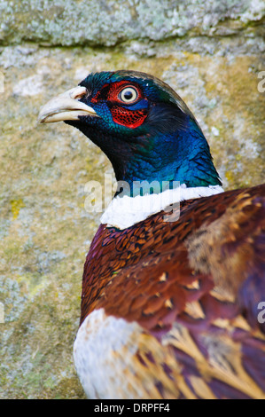 Cock Pheasant, Phasianus colchicus, head Stock Photo - Alamy