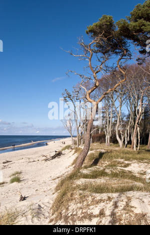 Forest of the Darss area Stock Photo - Alamy