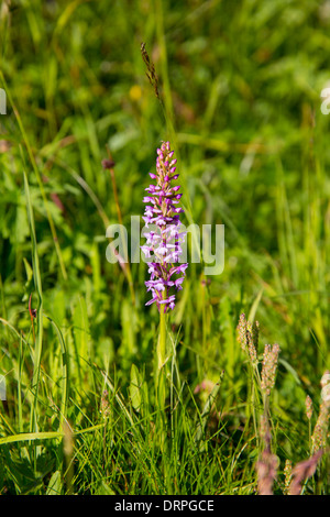 Alpine orchid flower in Switzerland Stock Photo - Alamy