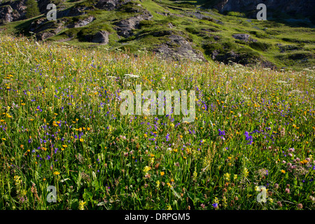Alpine Wildflowers Scenery. Swiss Alps Landscape. Switzerland, Europe ...