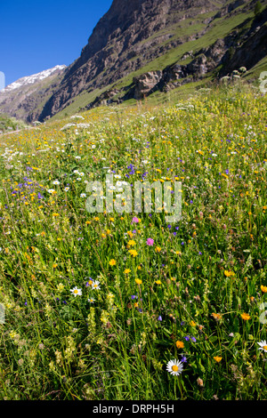 Alpine Wildflowers Scenery. Swiss Alps Landscape. Switzerland, Europe ...