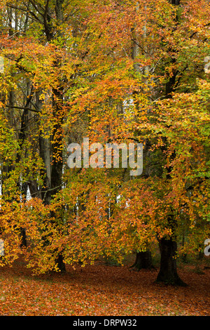 Beech trees in broadleaf forest with foliage in fall colors in the mist ...