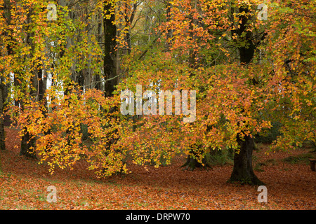 Autumn beech trees in Hazelwood forest, County Sligo, Ireland Stock ...