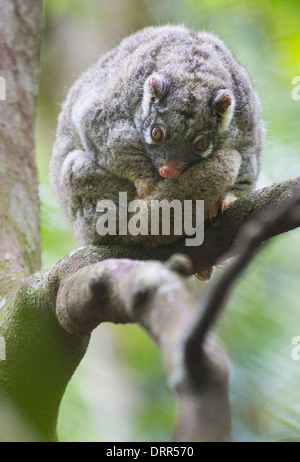 Green Ringtail Possum Pseudocheirus archeri Female with baby in pouch ...