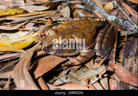 Northern Barred Frog (Mixophyes schevilli), Kuranda, Queensland ...