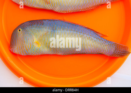 Fish Xyrichthys novacula also called Raor pearly razorfish or cleaver ...