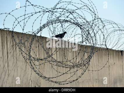 dove symbol of freedom and wire mesh Stock Photo - Alamy