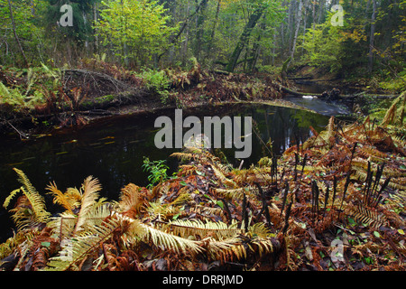 Ancient valley of Poruni River in Poruni boreo-nemoral Forest, Estonia ...