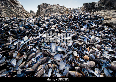Rocky shore with extensive Blue Mussel Mytilus edulis beds on the ...