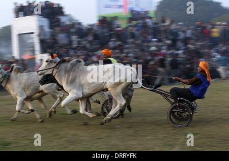 Punjab, India. 31st Jan, 2013. Dogs run in a race during the rural ...