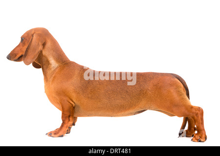 A young and beautiful teckel puppy, isolated over white background ...