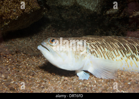 Greater Weever Trachinus draco weaver fish weever fish weeverfish ...