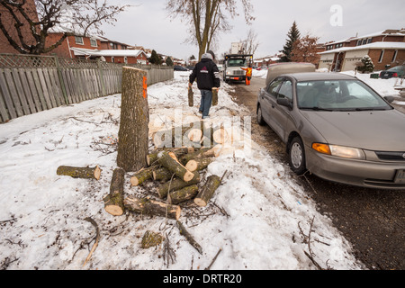 Forestry crews and residents chop down damaged ash trees using ...