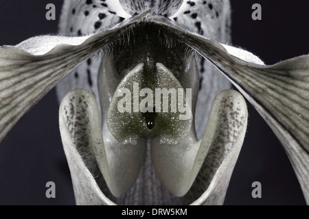 Orchid ultraviolet photography Stock Photo - Alamy