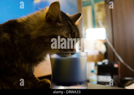 cat drinking glass of fresh milk Stock Photo - Alamy