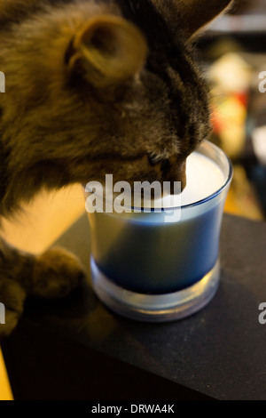 cat licking milk from glass, licking with the tongue over mouth, white ...
