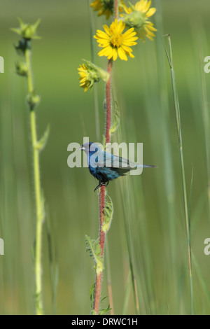 indigo bunting on flowering compass plant prairie Ohio Stock Photo - Alamy