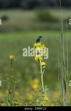 compass plant on the prairie Stock Photo - Alamy