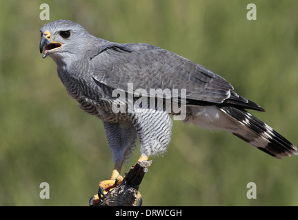 Gray hawk Arizona sonoran desert bird Stock Photo - Alamy