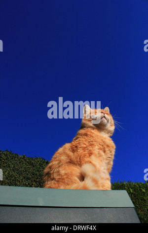 Ginger cat sunbathing Stock Photo - Alamy